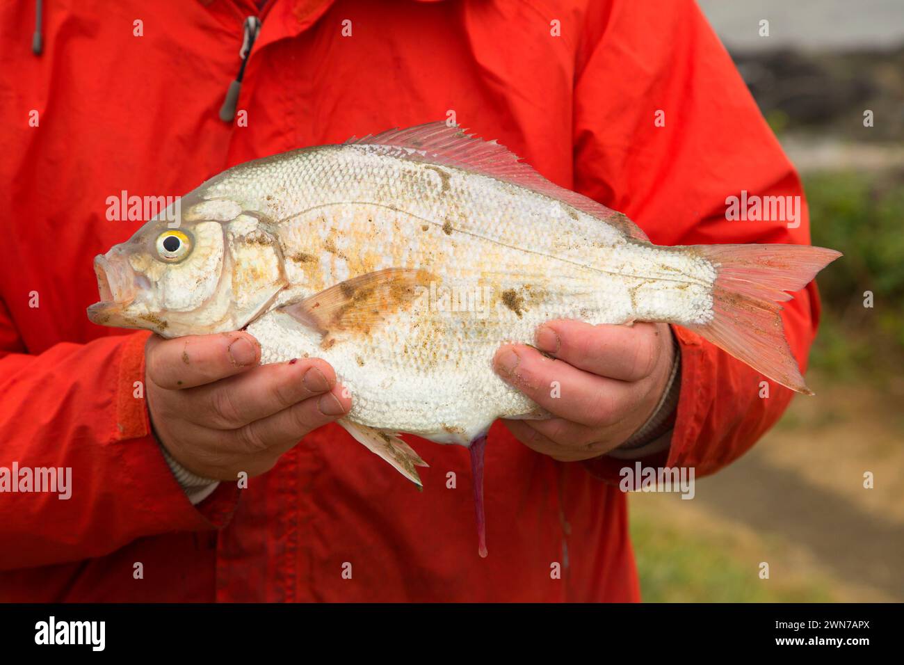 Amphistichus rhodoterus hi-res stock photography and images - Alamy