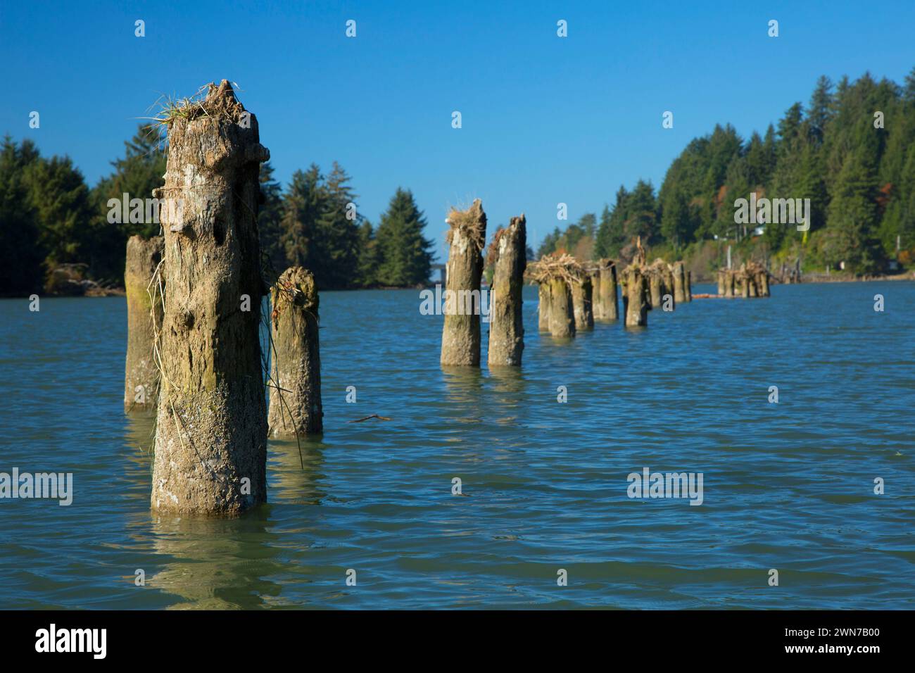 Pilings in Siletz River, Siletz Bay National Wildlife Refuge, Oregon ...