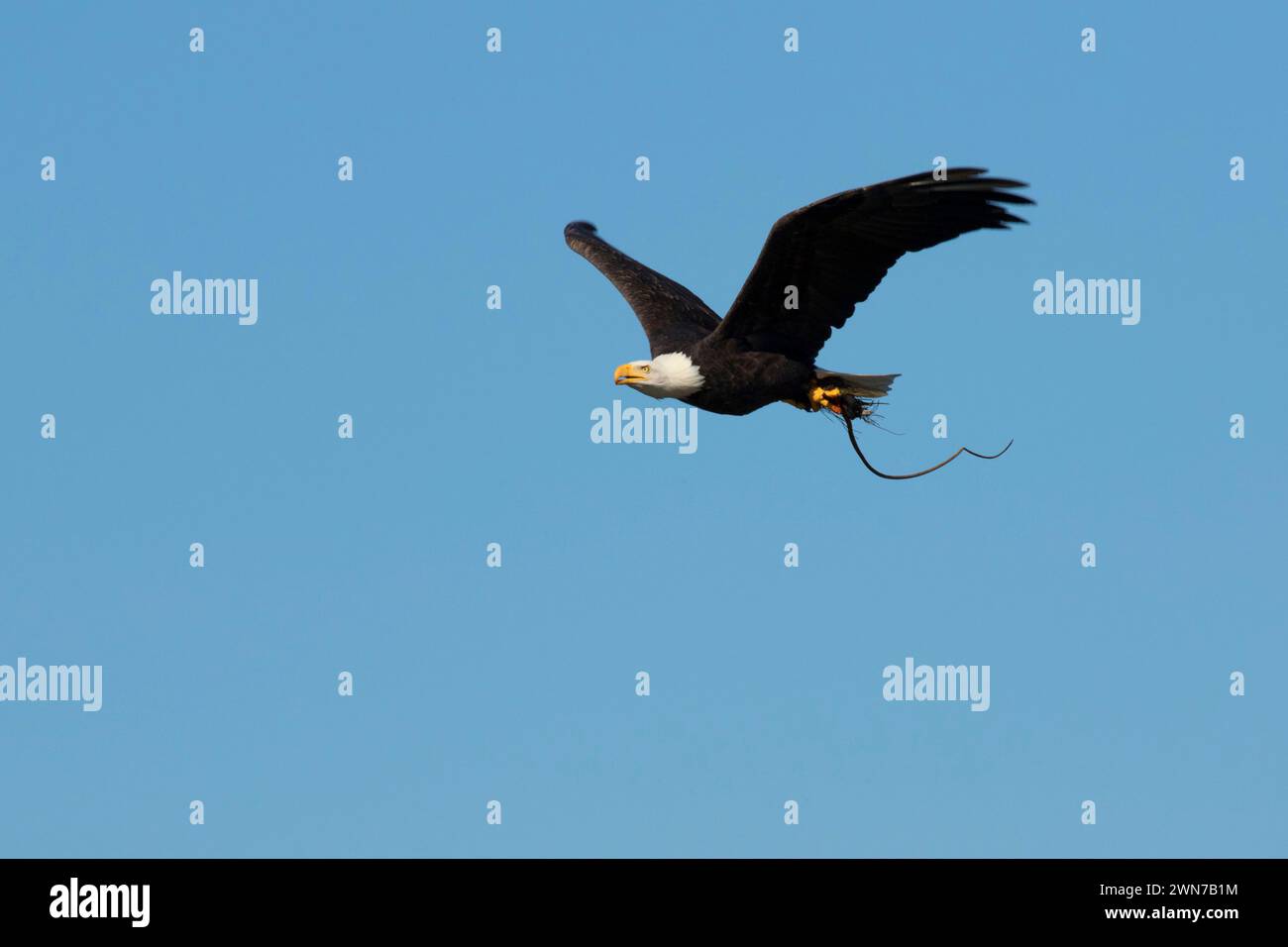 Bald eagle (Haliaeetus leucocephalus), Brian Booth State Park, Oregon ...