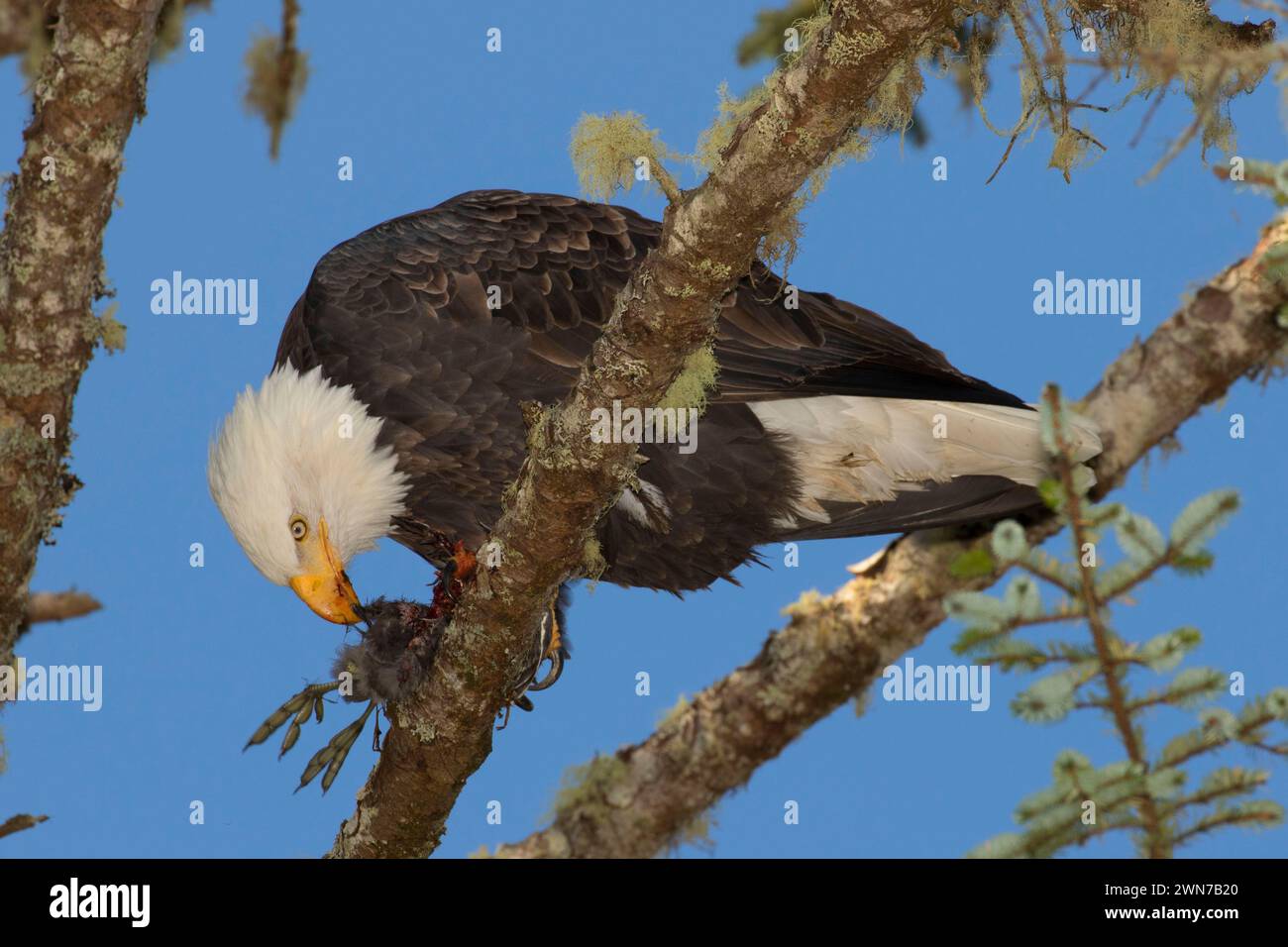 Bald eagle (Haliaeetus leucocephalus), Brian Booth State Park, Oregon ...