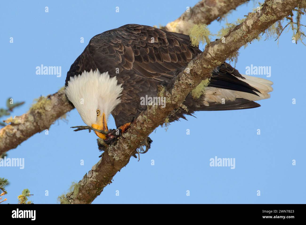 Bald eagle (Haliaeetus leucocephalus), Brian Booth State Park, Oregon ...