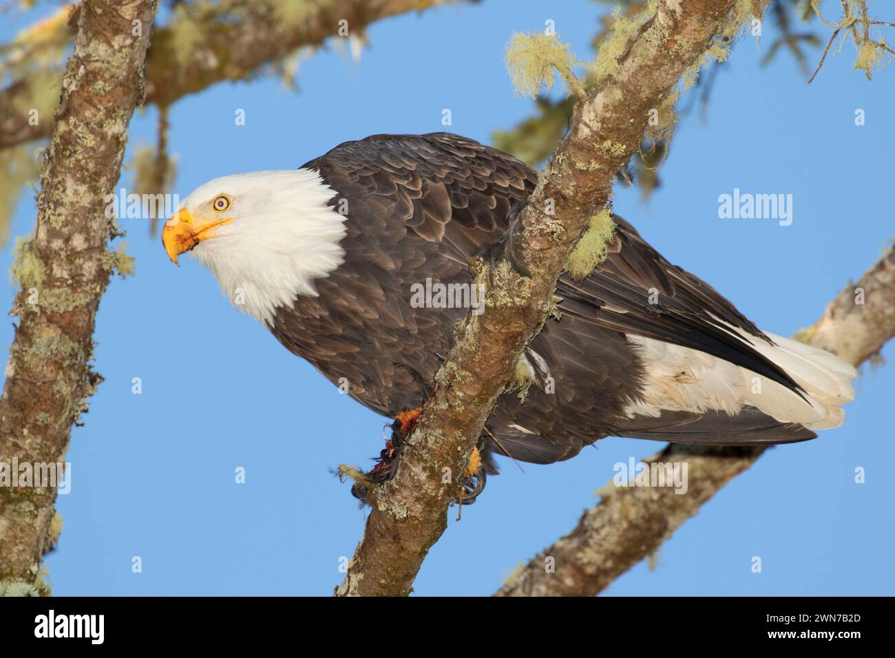 Bald eagle (Haliaeetus leucocephalus), Brian Booth State Park, Oregon ...