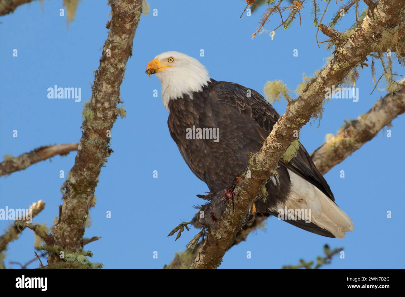 Bald eagle (Haliaeetus leucocephalus), Brian Booth State Park, Oregon ...