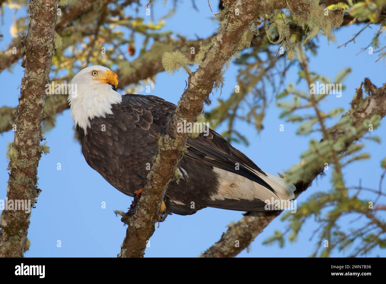 Bald eagle (Haliaeetus leucocephalus), Brian Booth State Park, Oregon ...