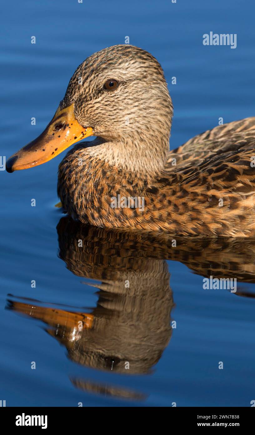 Brian booth state park hi-res stock photography and images - Alamy