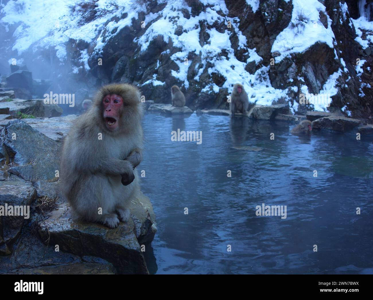 Snow monkey (Japanese macaque) beside the baths with snow in background, Honshu, Japan Stock ...