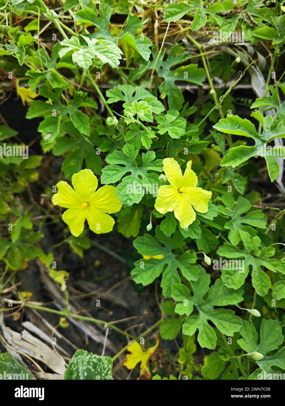 momordica charantia yellow flowers growing around the wild bushy meadow ...