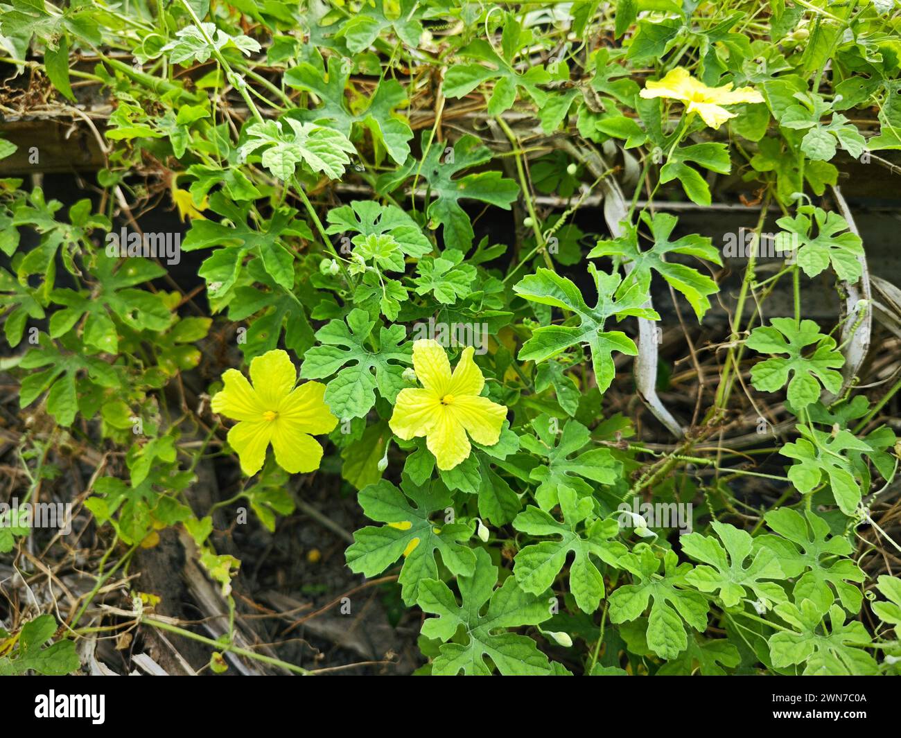 momordica charantia yellow flowers growing around the wild bushy meadow ...