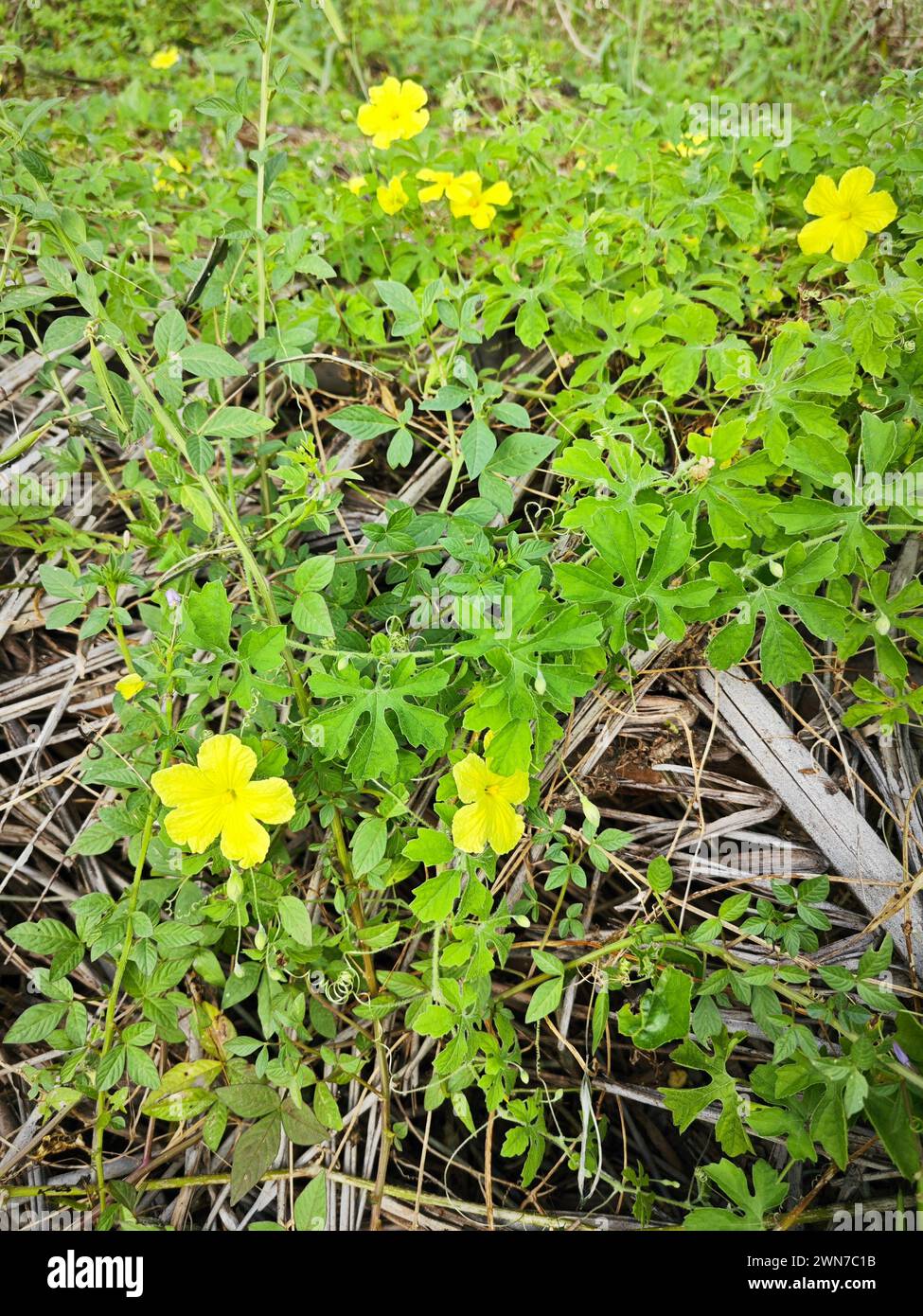 momordica charantia yellow flowers growing around the wild bushy meadow ...
