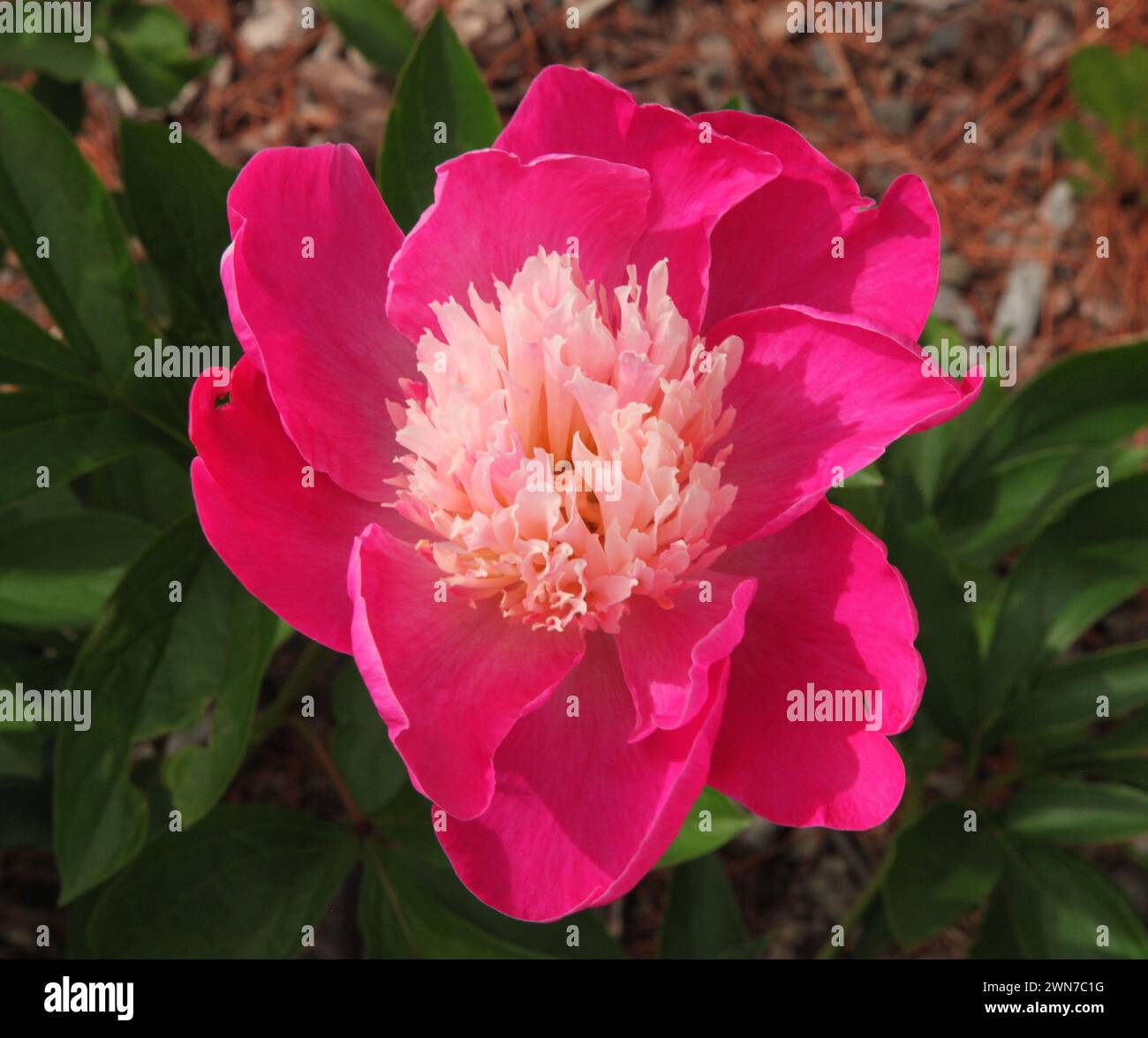 Bright pink Peony flower at Georgeson Botanical Garden in Fairbanks ...
