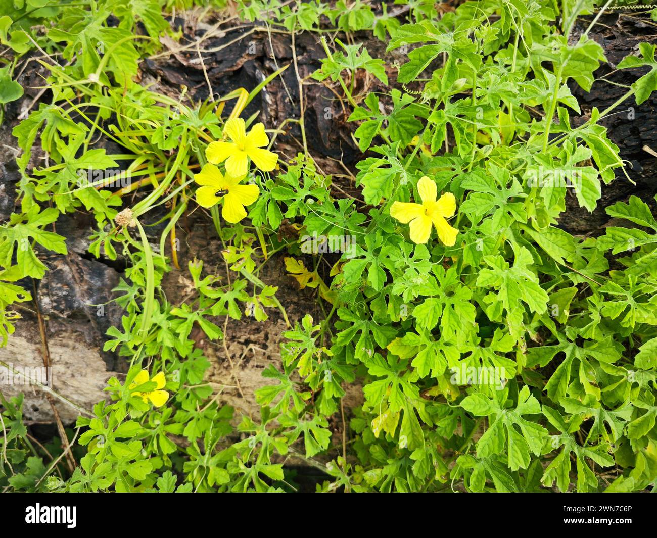 momordica charantia yellow flowers growing around the wild bushy meadow ...