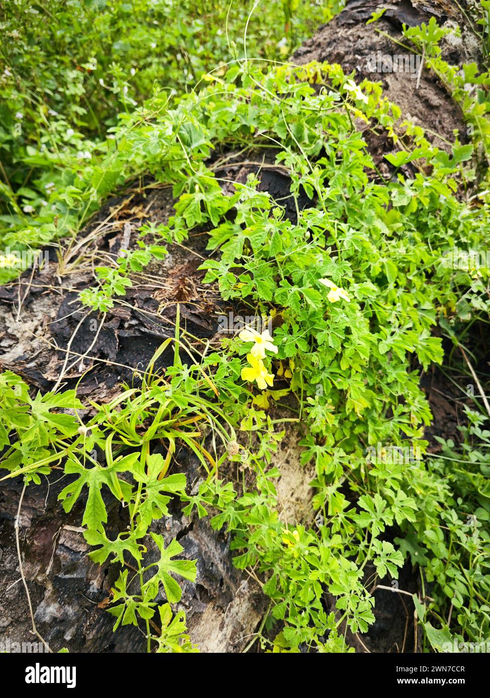 momordica charantia yellow flowers growing around the wild bushy meadow ...