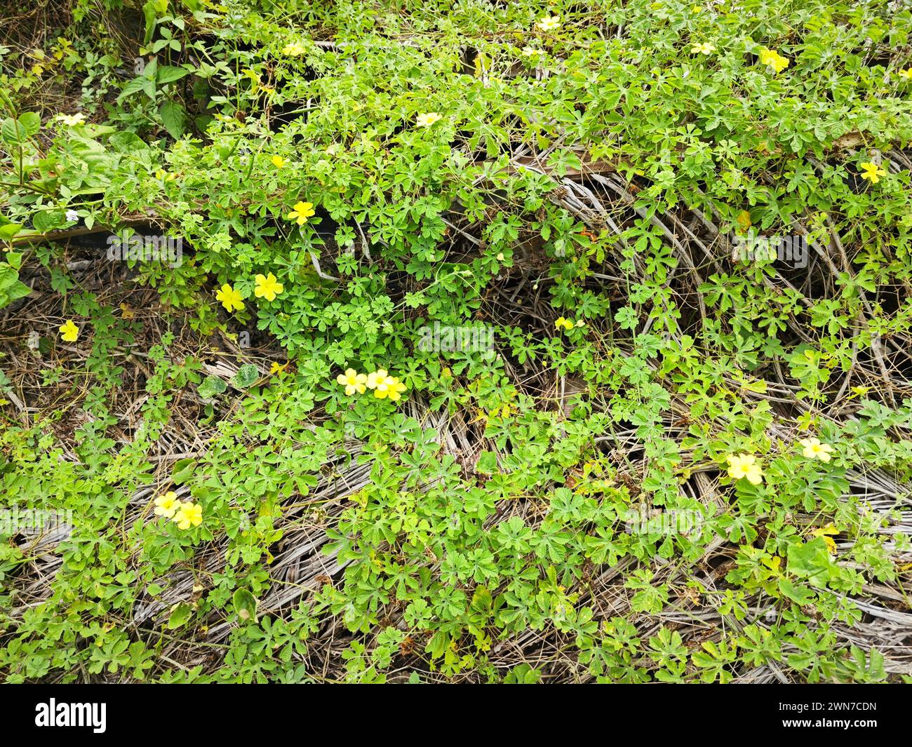 momordica charantia yellow flowers growing around the wild bushy meadow ...