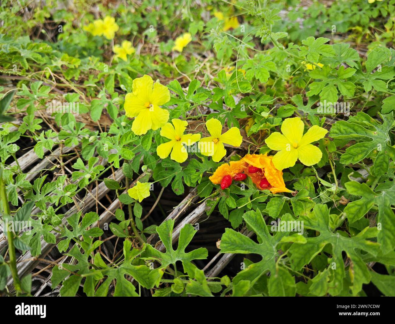 momordica charantia yellow flowers growing around the wild bushy meadow ...