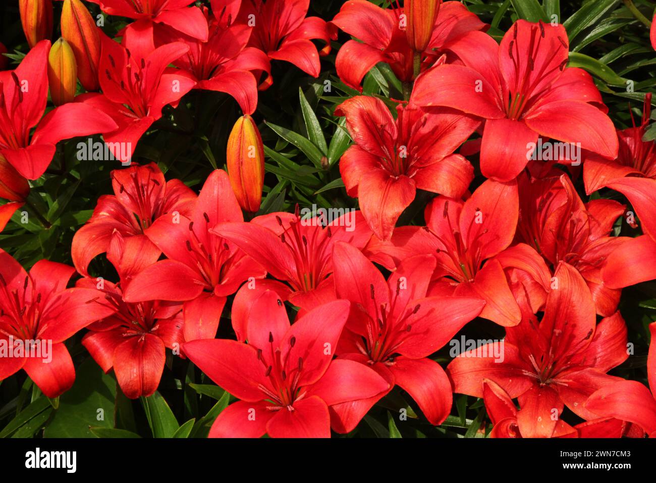 Flowers red lilies at Georgeson Botanical Garden in Fairbanks, Alaska ...