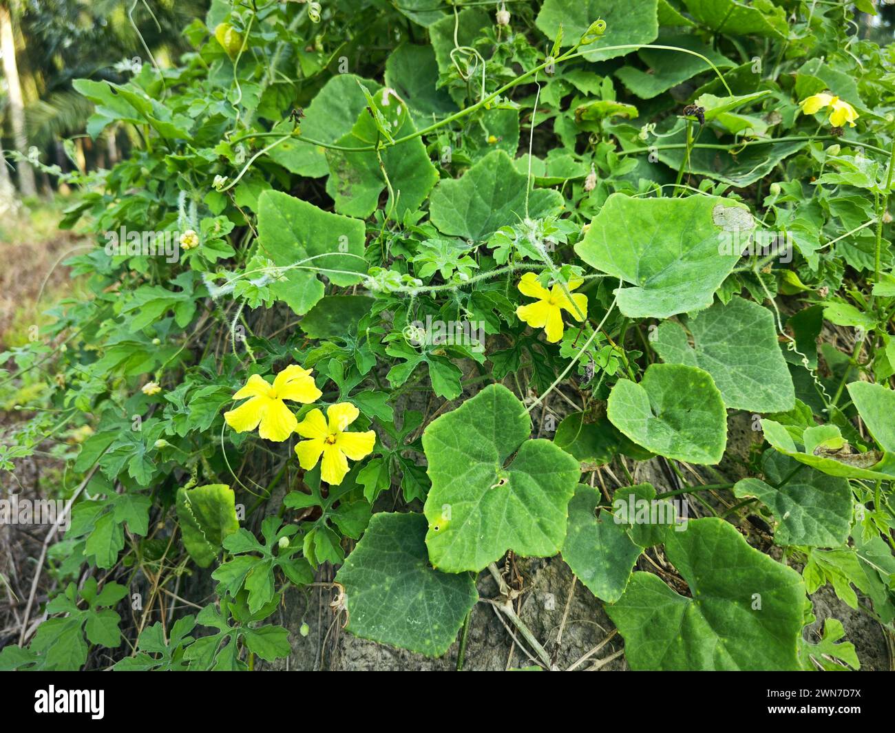 momordica charantia yellow flowers growing around the wild bushy meadow ...