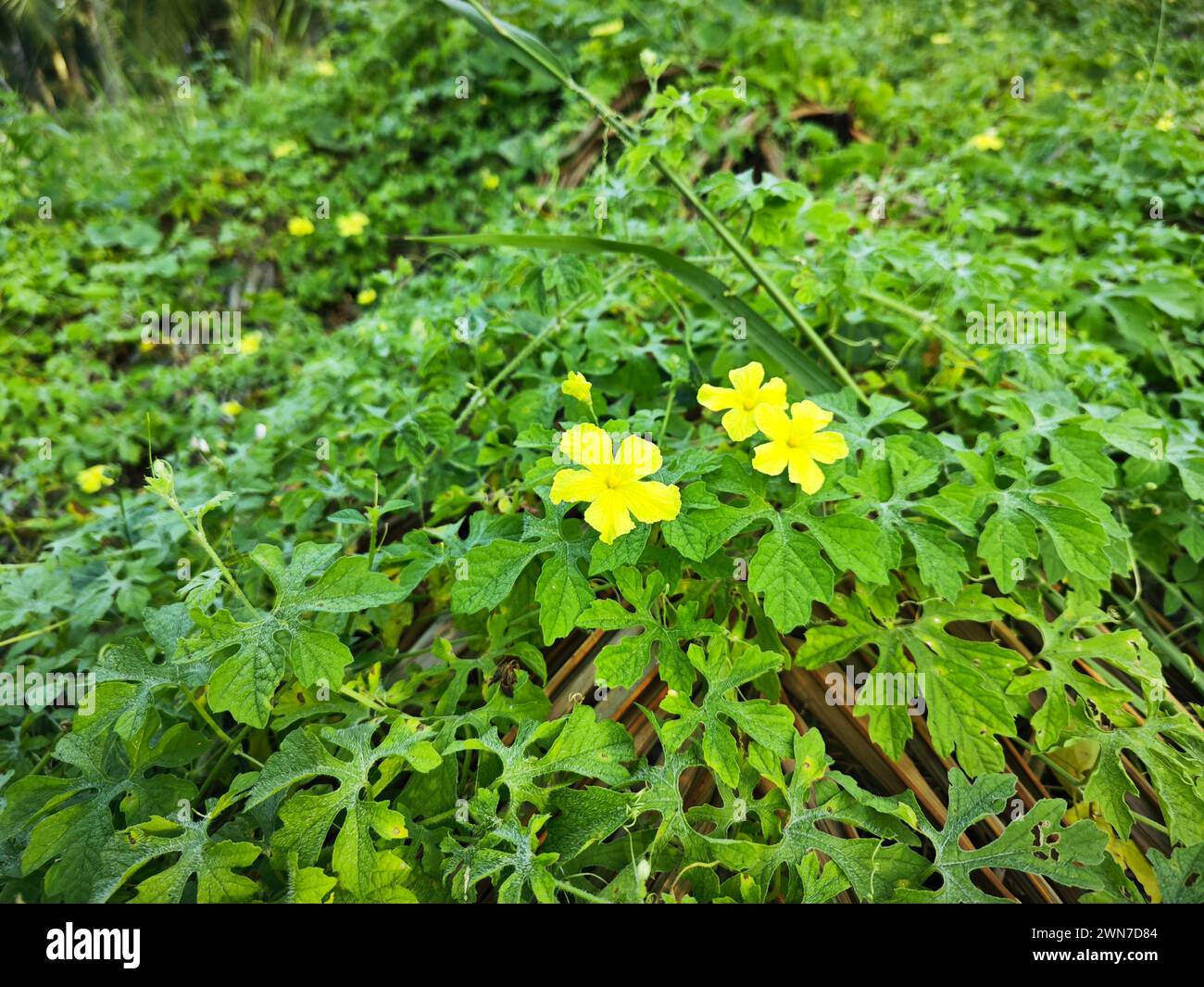momordica charantia yellow flowers growing around the wild bushy meadow ...