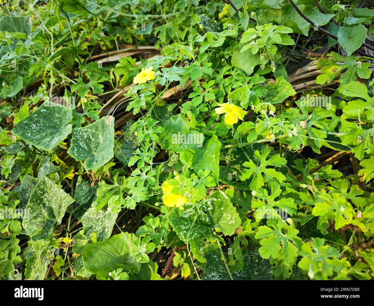 momordica charantia yellow flowers growing around the wild bushy meadow ...