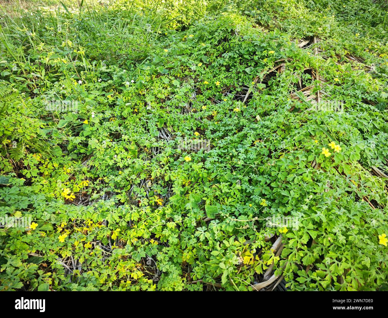 momordica charantia yellow flowers growing around the wild bushy meadow ...