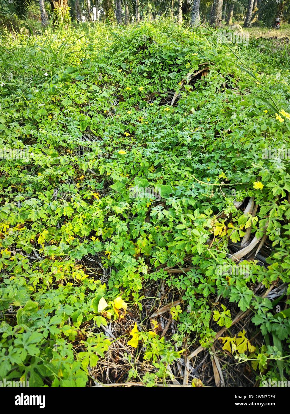 momordica charantia yellow flowers growing around the wild bushy meadow ...