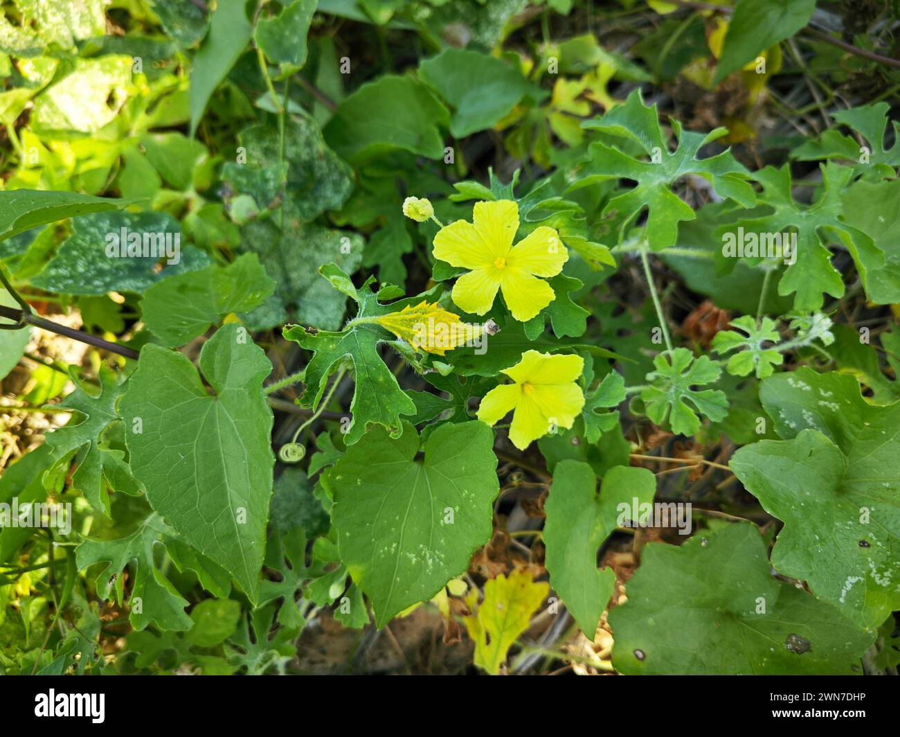 momordica charantia yellow flowers growing around the wild bushy meadow ...