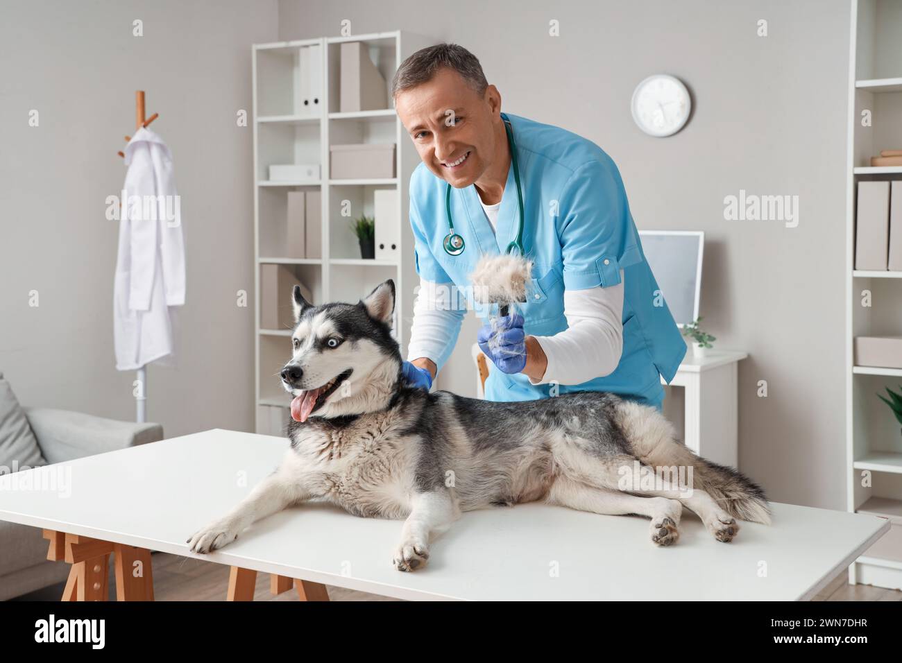 Male veterinarian brushing cute husky dog in clinic Stock Photo - Alamy