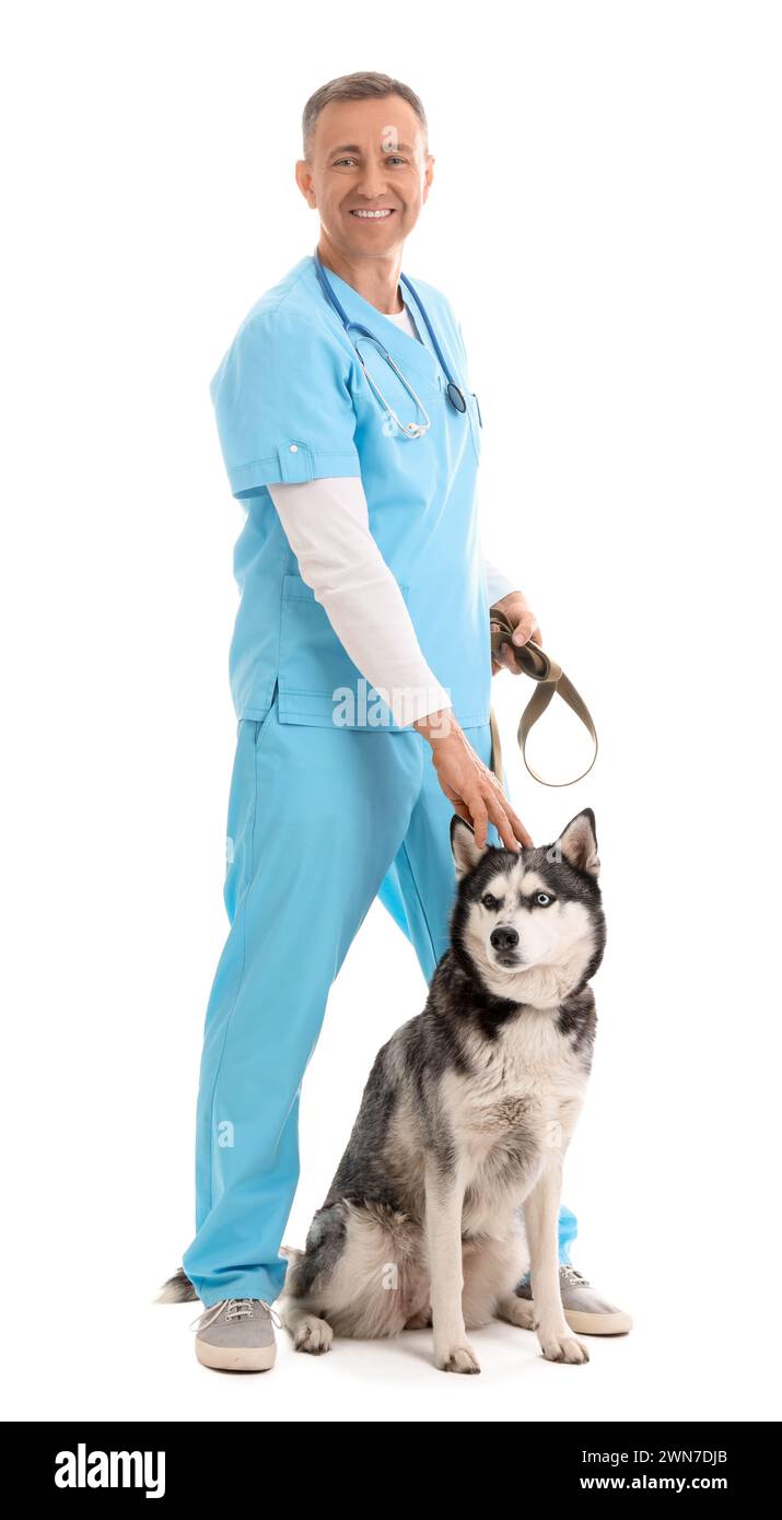 Male veterinarian with cute husky dog on white background Stock Photo ...
