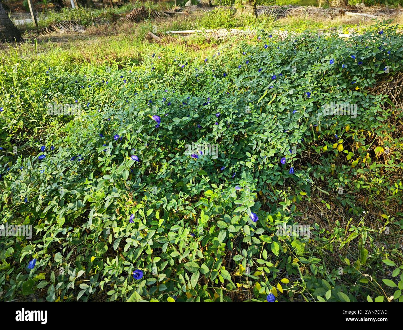 purple butterfly pea flowers growing around the wild bushy meadow Stock ...