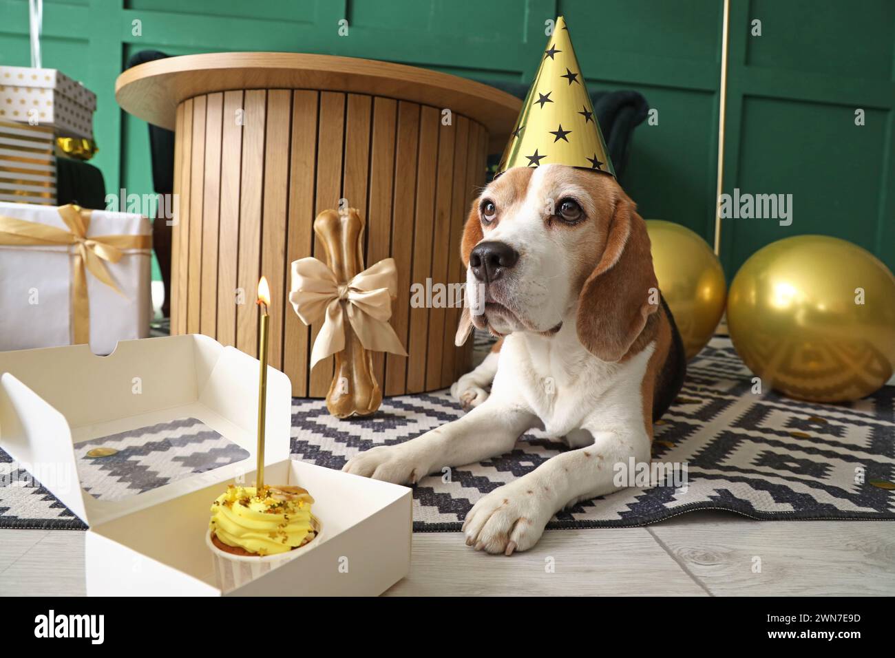Cute Beagle dog with party hat in room decorated for birthday party ...