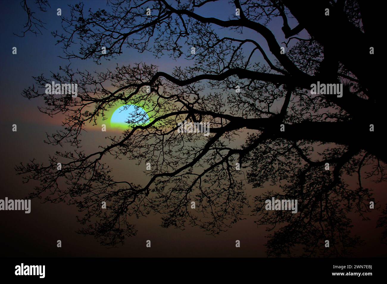 silhouette tree branch pattern with sun set or sun rise dramatic sky ...