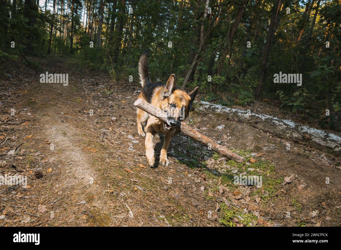 A German shepherd dog running in the forest with a stick in its mouth ...