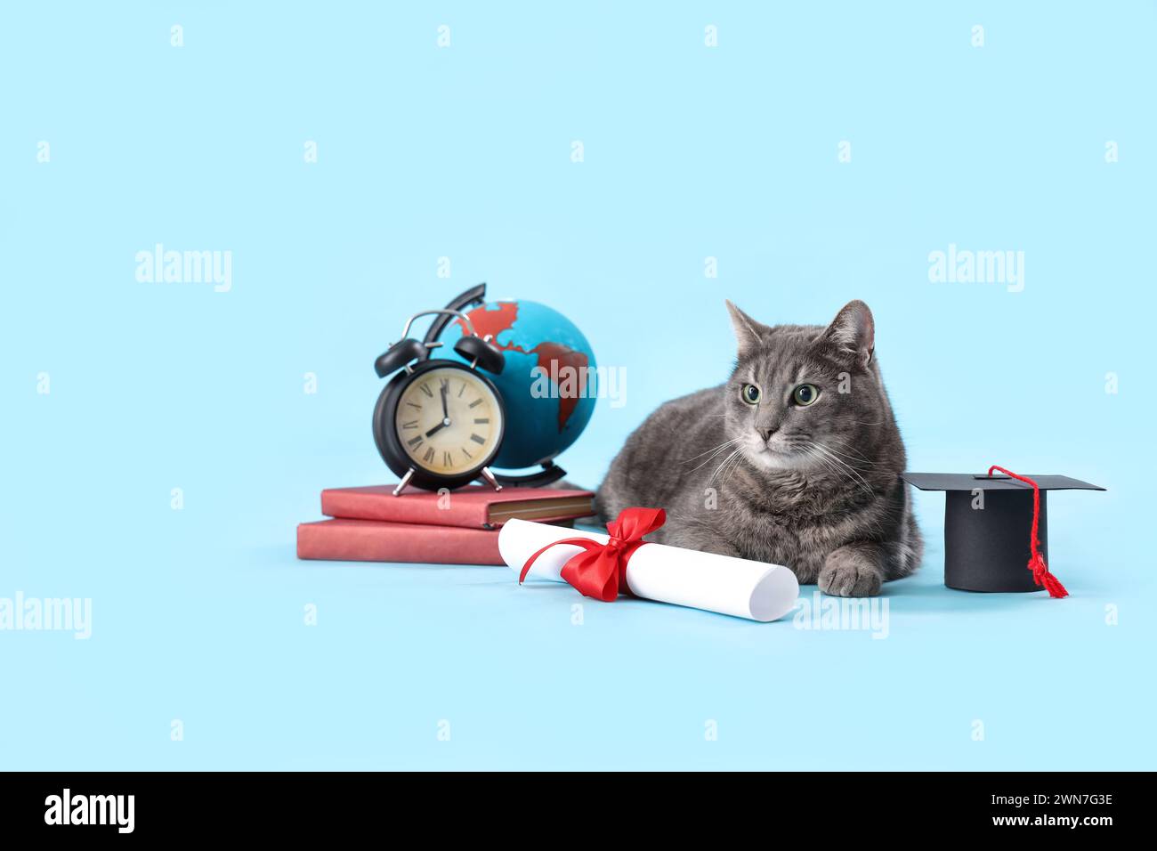 Cute grey cat with graduation hat, clock, globe and diploma on blue ...