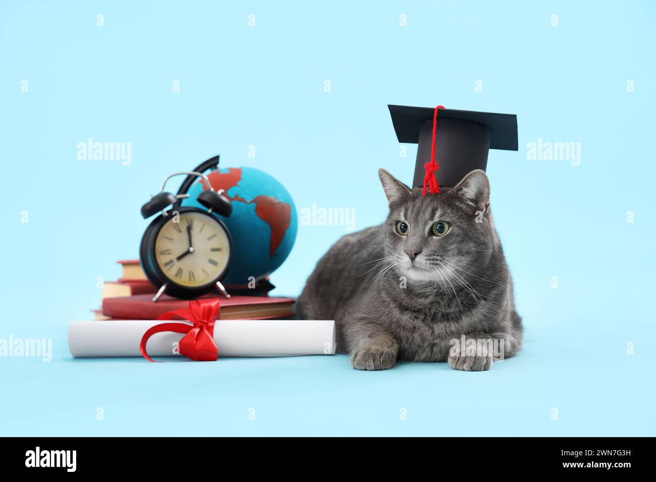 Cute grey cat with graduation hat, clock, globe and diploma on blue ...