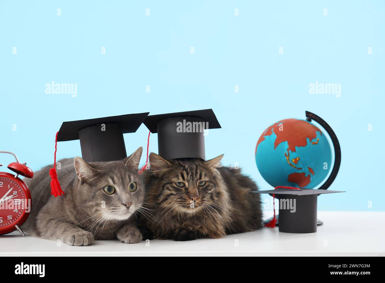 Cute cats with graduation hats and globe on table against blue ...