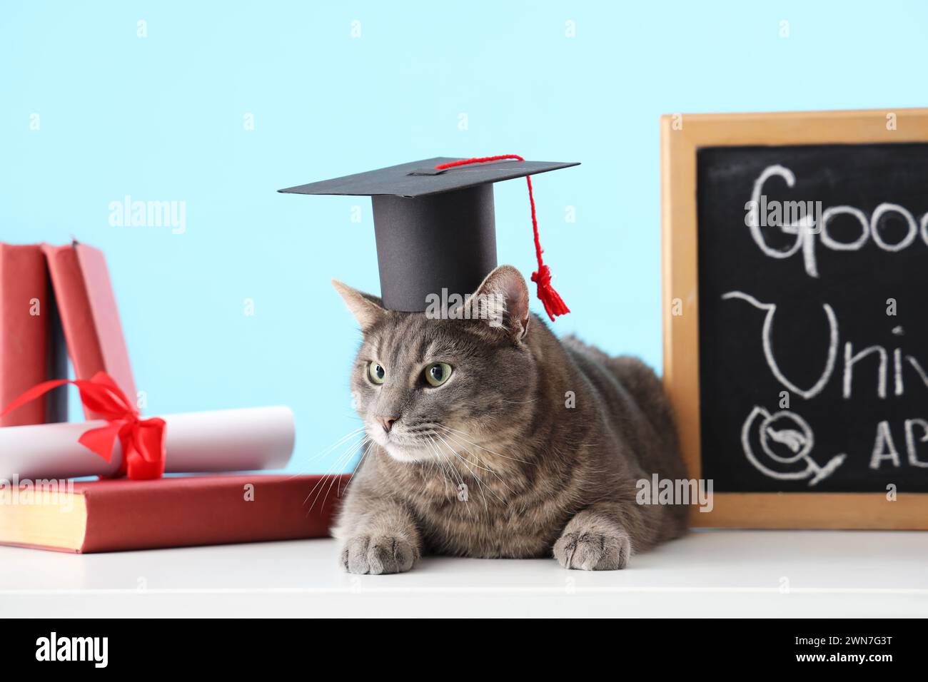 Cute grey cat with graduation hat, diploma and books on table against ...