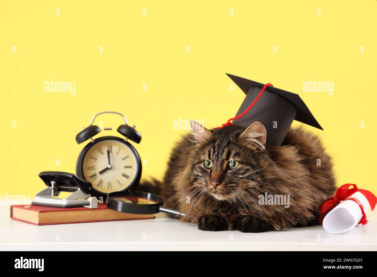 Cute cat with graduation hat, diploma, clock and stationery on table ...