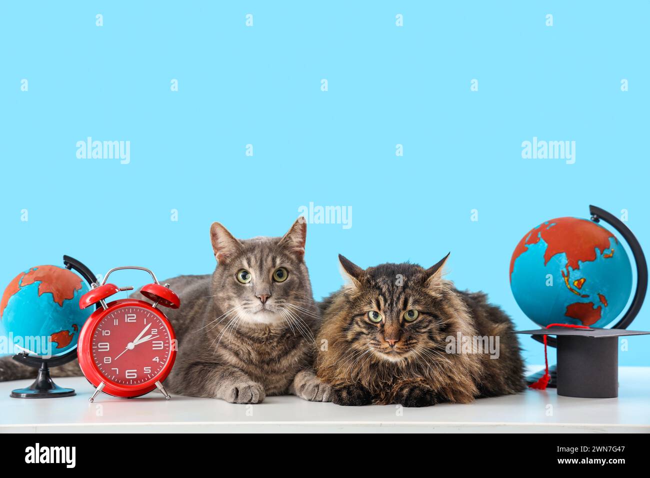 Cute cats with alarm clock and globes on table against blue background ...