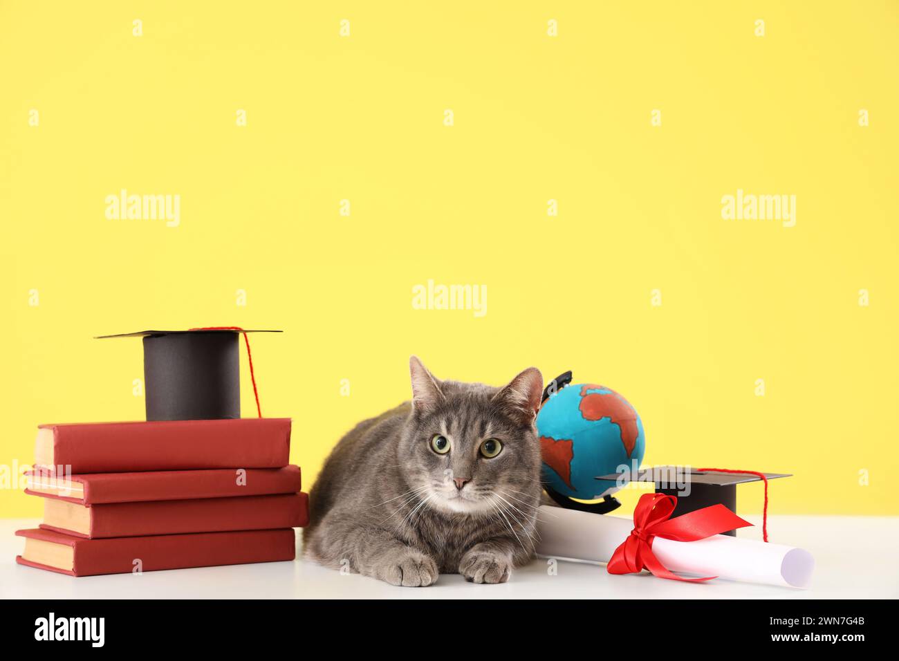 Cute grey cat with graduation hat, books, diploma and globe on table ...