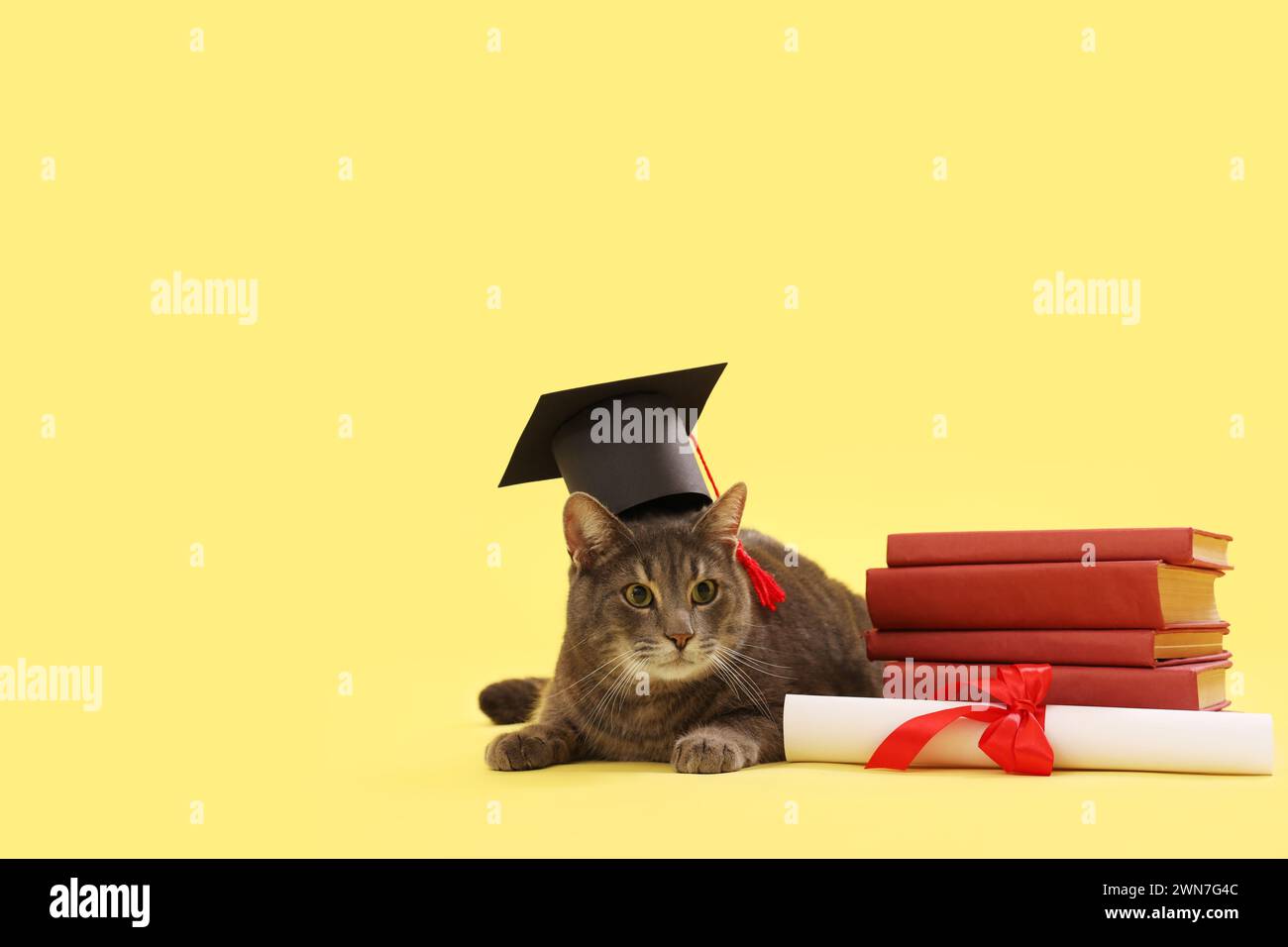 Cute grey cat with graduation hat, diploma and books on yellow ...
