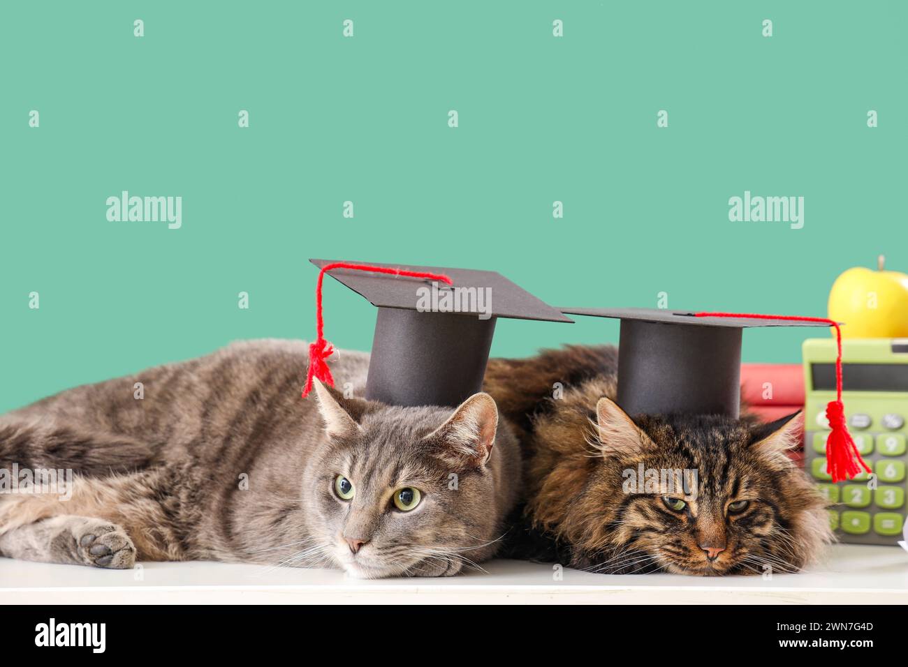 Cute cats with graduation hats on table against green background ...