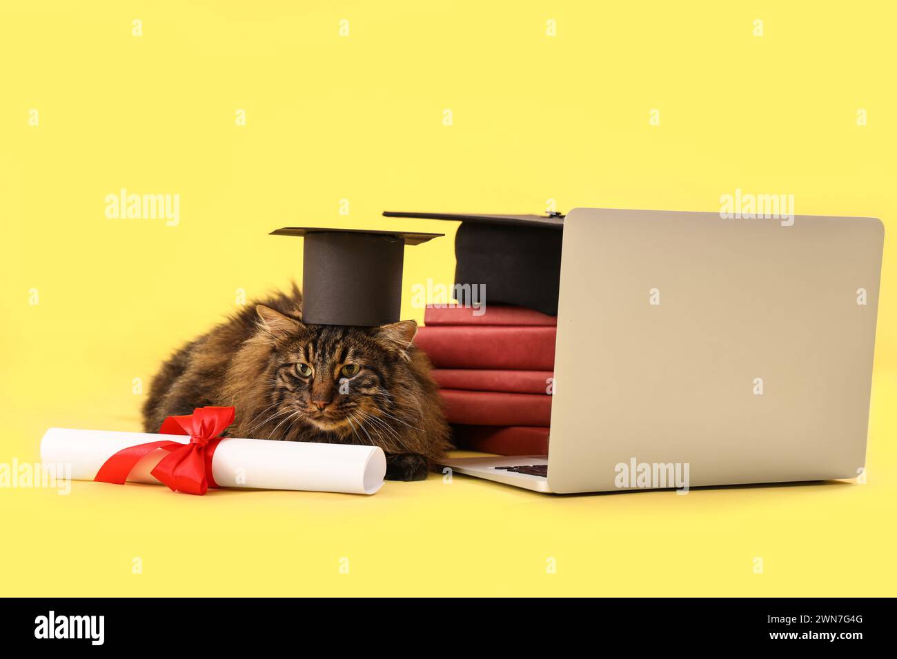 Cute cat with graduation hat, diploma, books and laptop on yellow ...