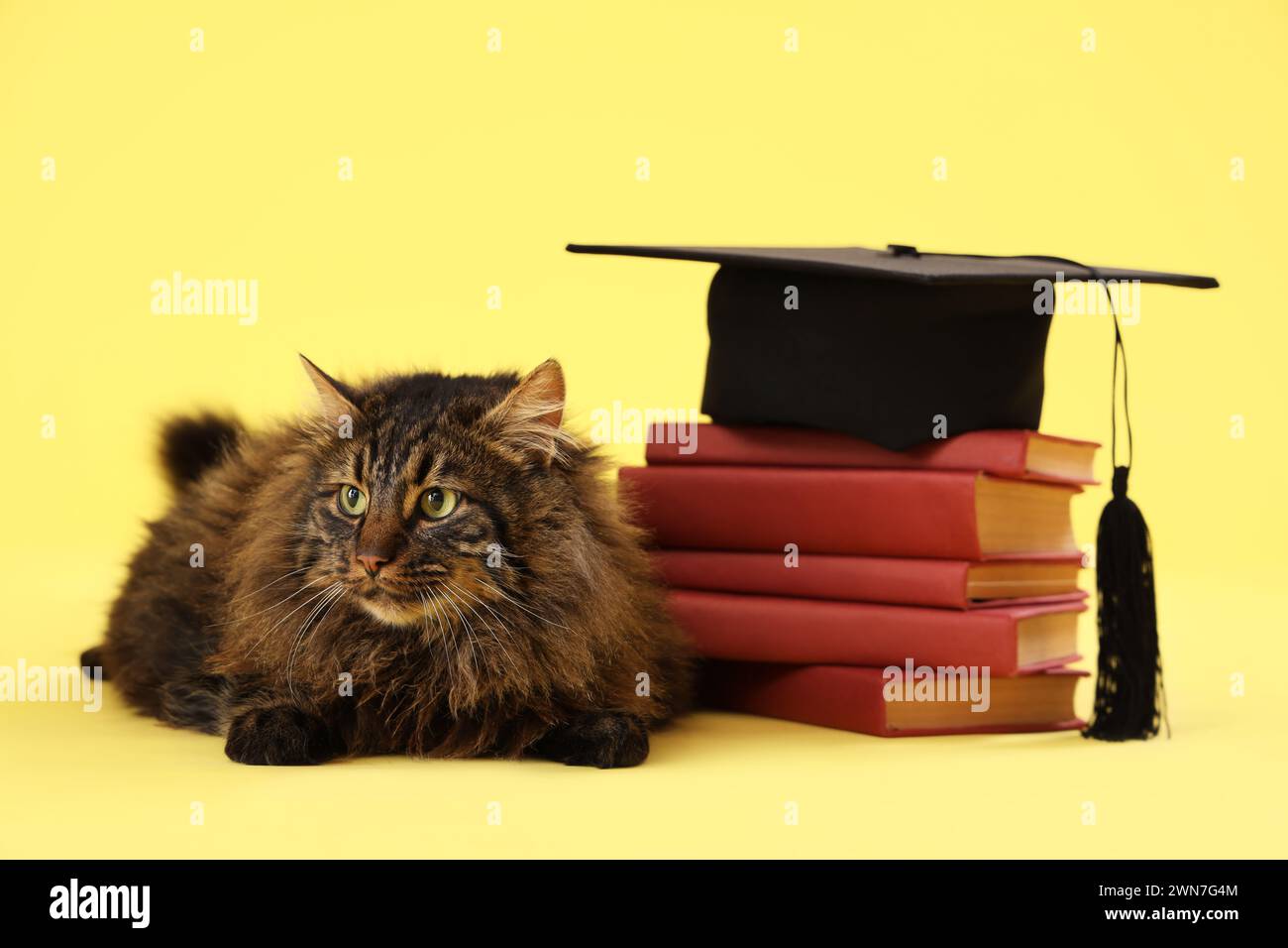 Cute cat with graduation hat and books on yellow background. End of ...