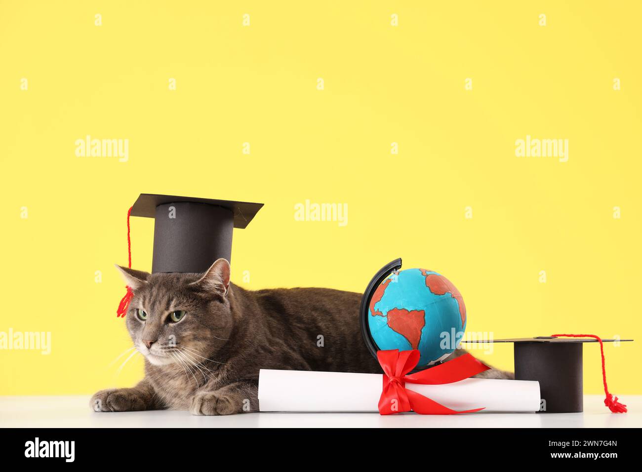 Cute grey cat with graduation hat, diploma and globe on table against ...