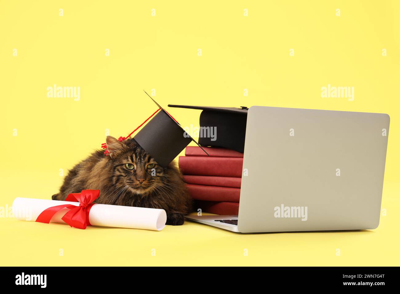 Cute cat with graduation hat, diploma, books and laptop on yellow ...