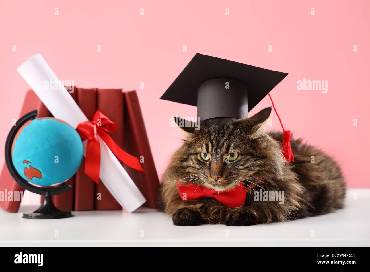 Cute cat with graduation hat, diploma, globe and books on table against ...
