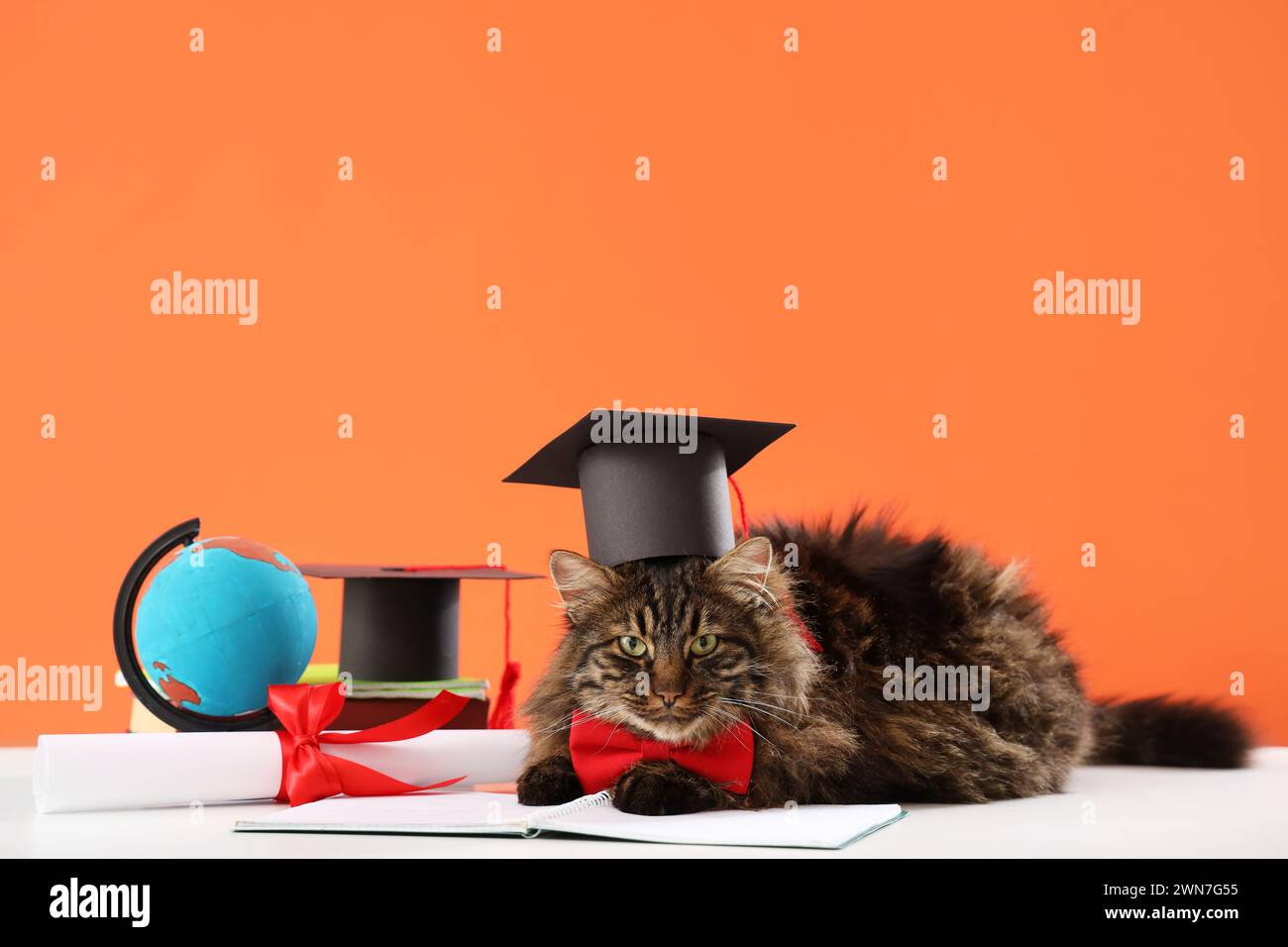 Cute cat with graduation hat, diploma and globe on table against orange ...