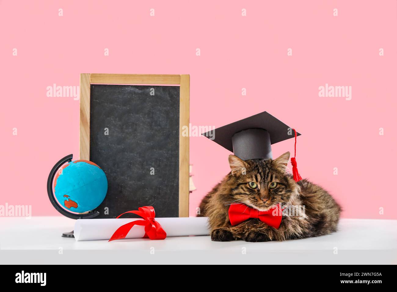 Cute cat with graduation hat, chalkboard, diploma and globe on table ...