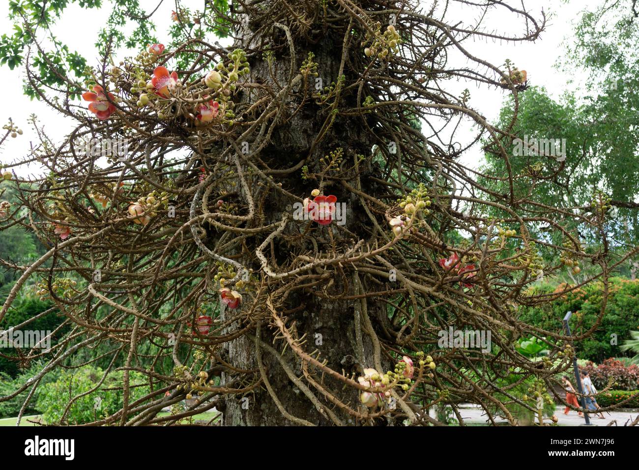 Penang tropical tree hi-res stock photography and images - Alamy