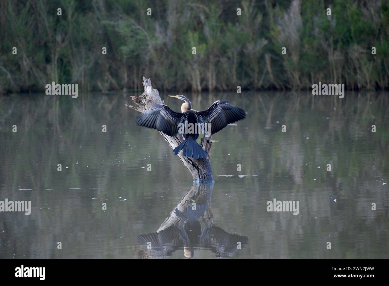 Jells Park Lake is very popular with water birds - this Darter (Anhinga ...