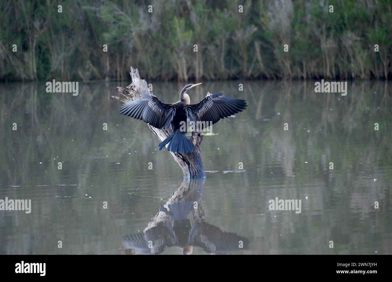 Jells Park Lake is very popular with water birds - this Darter (Anhinga ...